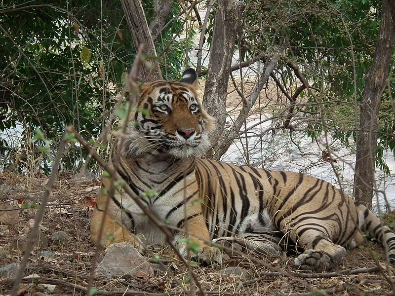 Ranthambore National Park | Tiger Reserve in Rajasthan